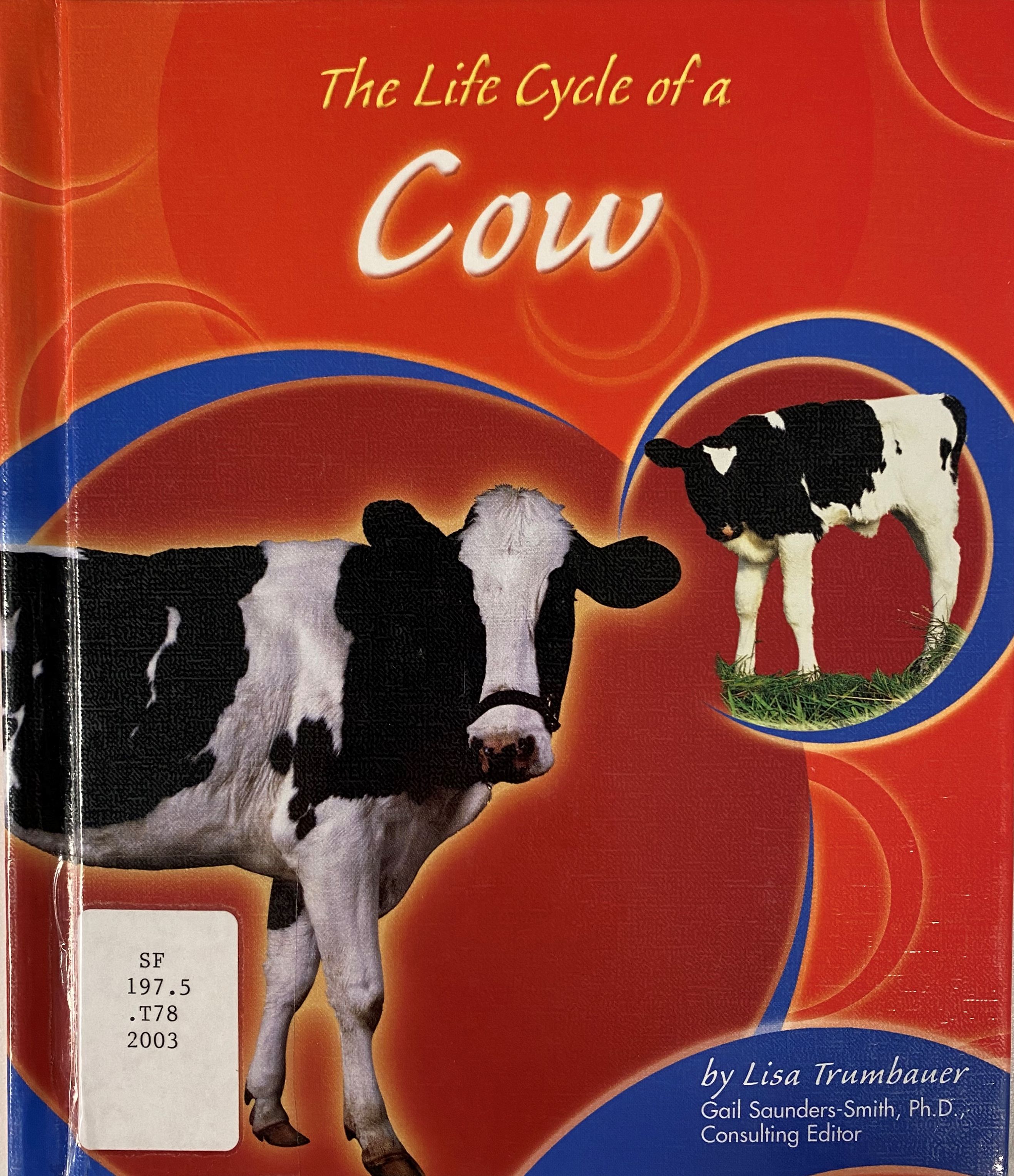 The Life Cycle of a Cow